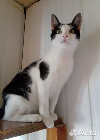 Кошечка в добрые руки