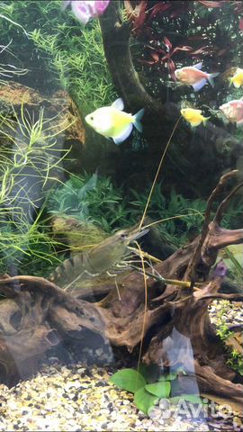 Креветка аквариумная Макробрахиум