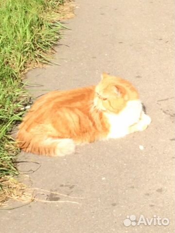 Персидский кот даром