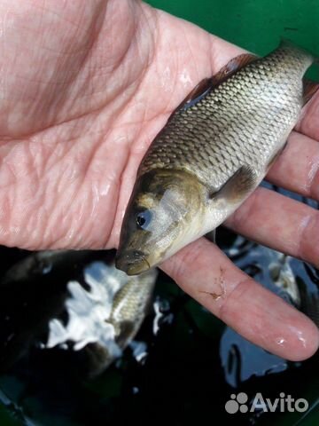 Карп в пруды