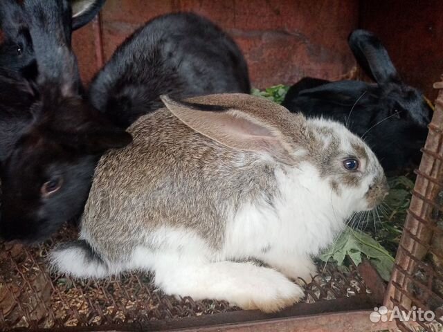 Кролики Молодняк 4 Месечные