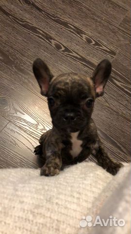 Французский бульдог