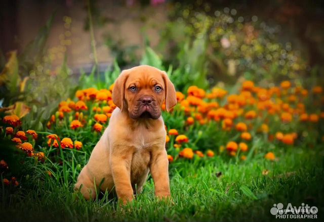 Продаю шикарных кобелей Бордоского дога