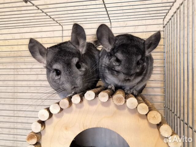 Молодые шиншиллы в добрую семью
