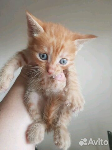 Бесплатно отдаю котят