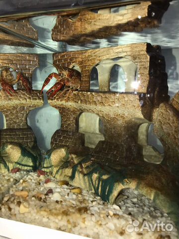 Декоративный рак