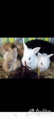 Карликовые крольчатки