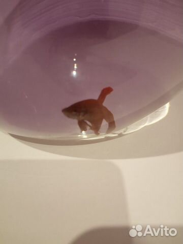 Рыбка петушок