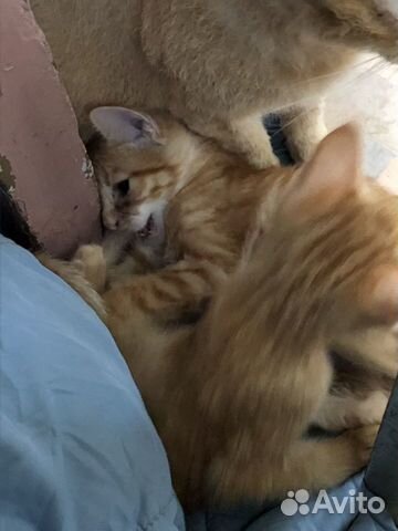 Донской сфинкс