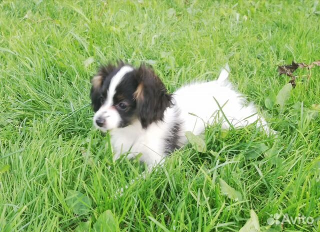 Щенок фалена (папийон)