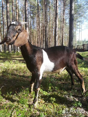 Козлёнок нубийской породы