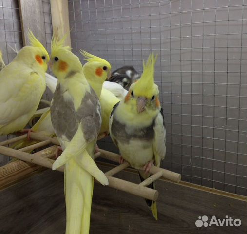 Попугай корелла