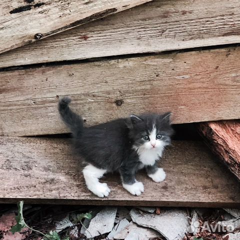 Ищем дом для котенка