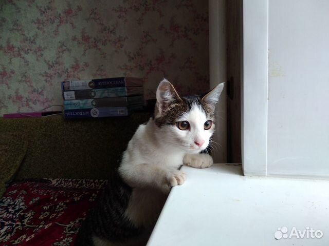 Замечательный котик