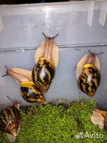 Африканские улитки