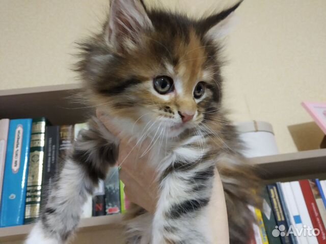 Котята породы Мейн Кун