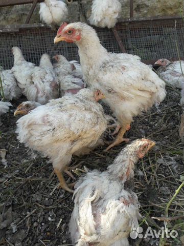 Кури бройлер утки