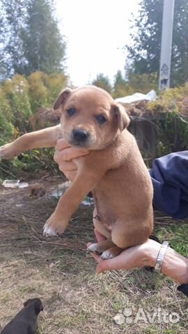 Щеночки замечательные Вырастут небольшие