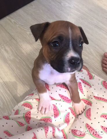 Алиментный щенок аст