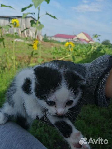 Шотландский