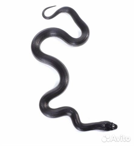 Королевская змея нигрита