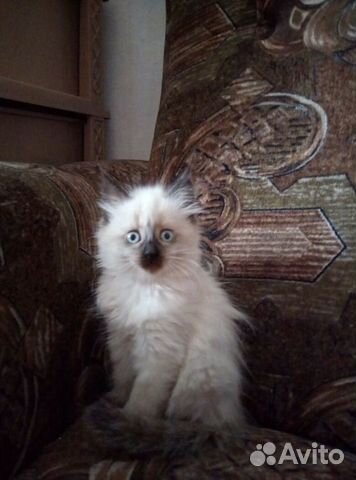 Сиамские котята