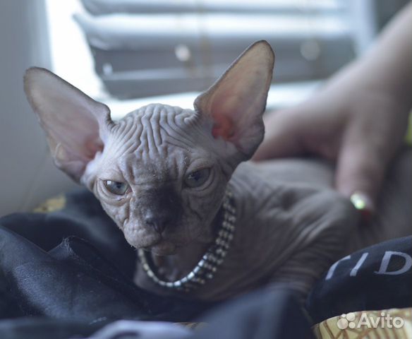 Девочки канадского сфинкса