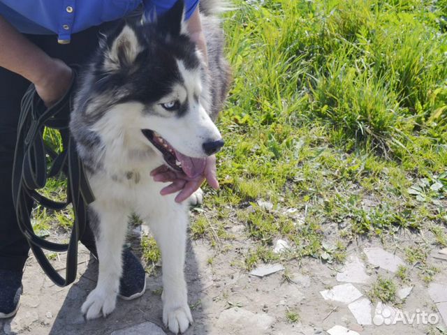 Хаски красавец ищет активную семью