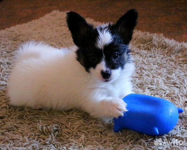 Папийон щенки