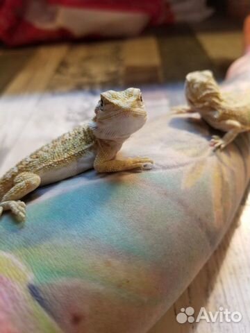 Бородатая агама