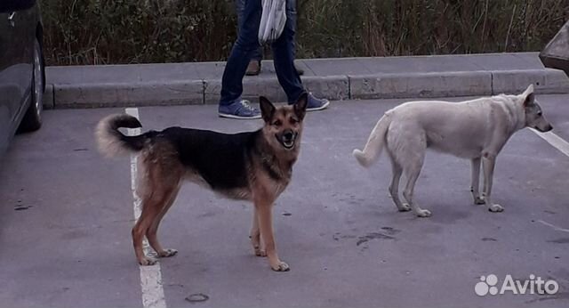 Найдены 2 молодые собачки в коричневых ошейниках