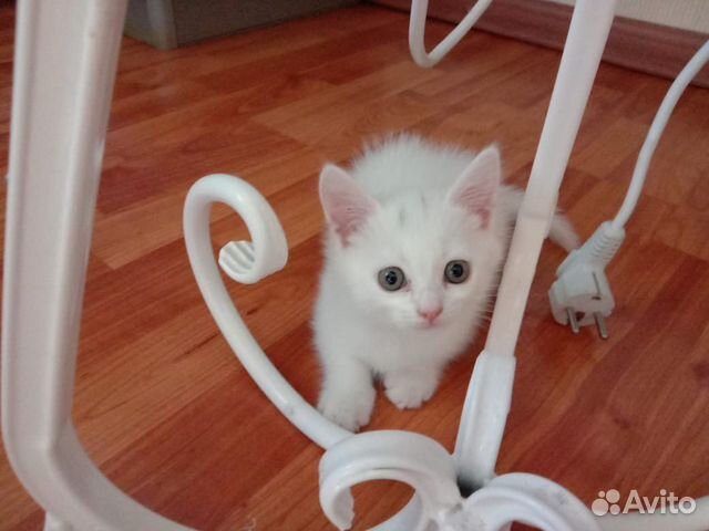Беленький котёнок (девочка)