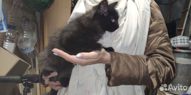 Черный котёнок