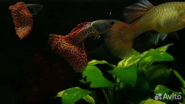 Гуппи Черноголовая ковровая красная