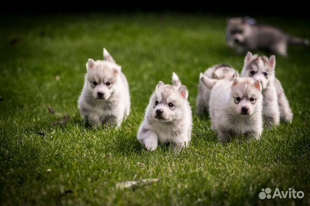 Породные щенки хаски. Питомник