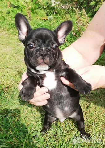 Французский бульдог чёрный принц