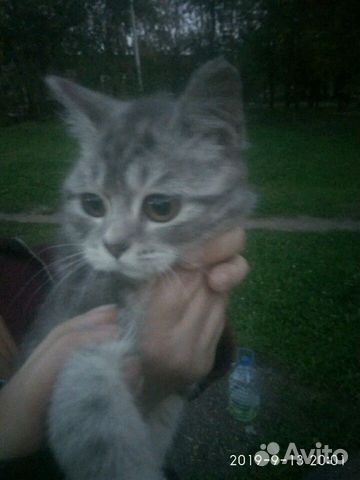 Шотланка помесь