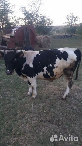 Бык и Тёлка с откорма