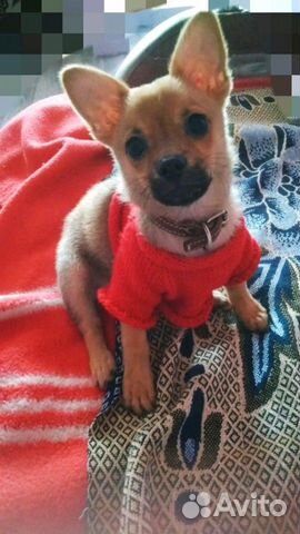 Той терьер в добрые руки