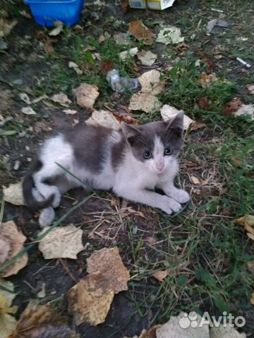 SOS Котенок серый с белым ищет дом