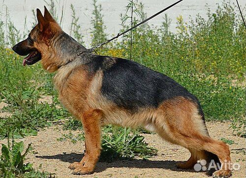 Щенки немецкой овчарки, питомник, документы РКФ