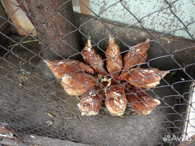 Куры несушки 8мес