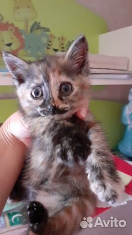 Очеровательные котята, порода помесь курильский бо