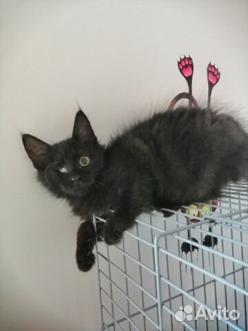 Особенный котенок ищет дом