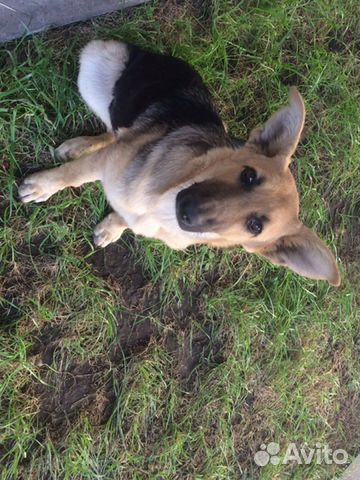 Отдам метиса овчарки, девочка. 9 мес Стерилизация