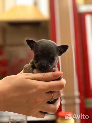 Эксклюзив лиловые мини тои