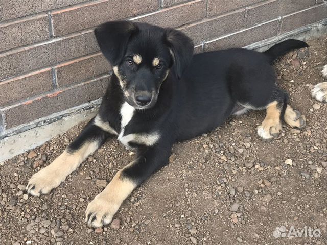 Щенок продаётся в хорошие руки