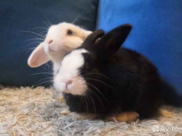 Любимые вислоухие барашки