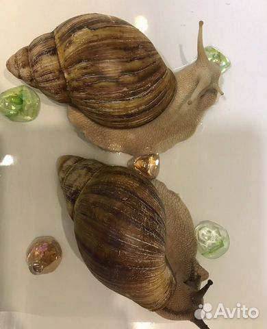 Улитки Архахатина Маргината Овум