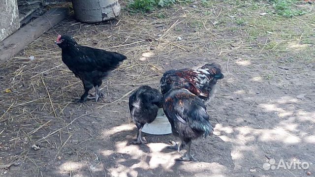 Мараны, фавероль петухи